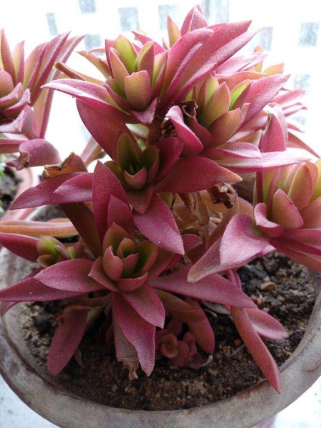 5 kinds of "bone ashes" are succulent, their appearance and vitality ...