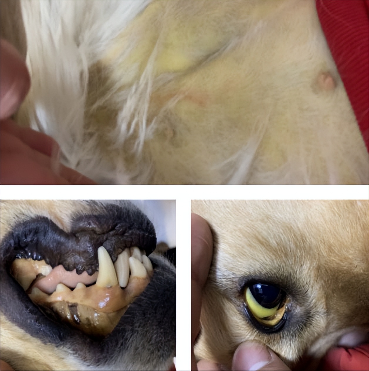 How to treat jaundice in dogs?What kind of medicine can be good? - iNEWS