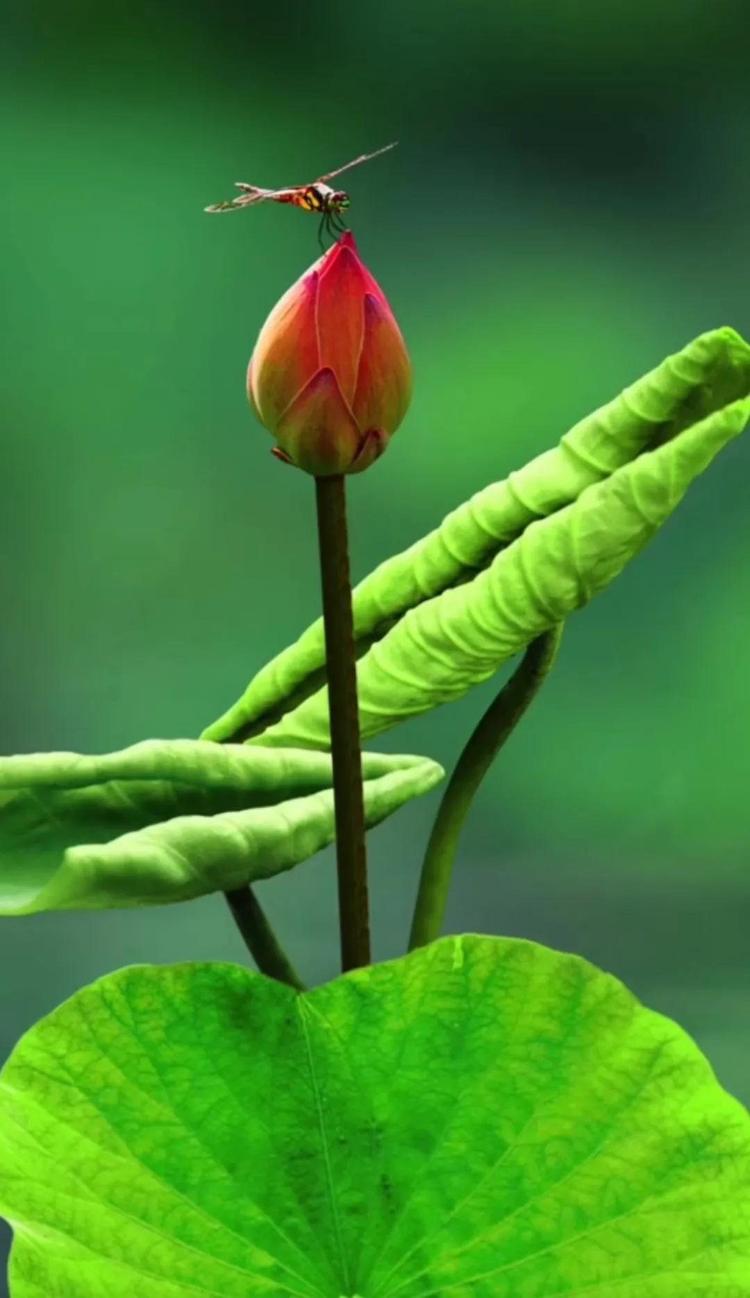 Seven Absolutes / Moon Bend - iNEWS