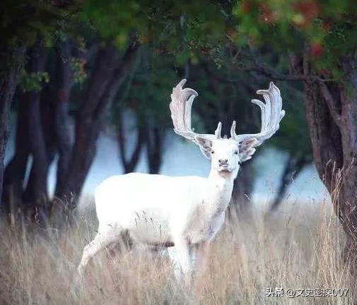 The Legend of the White Deer - iNEWS