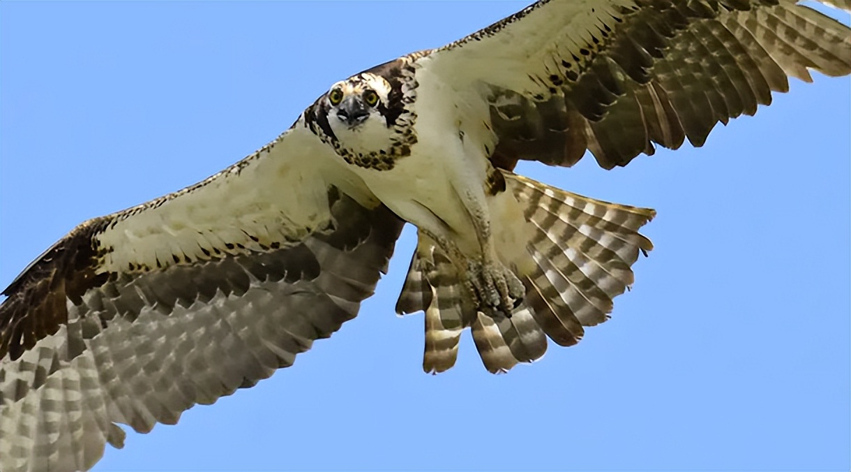 They may regard these animals as gods and build temples to worship or ...