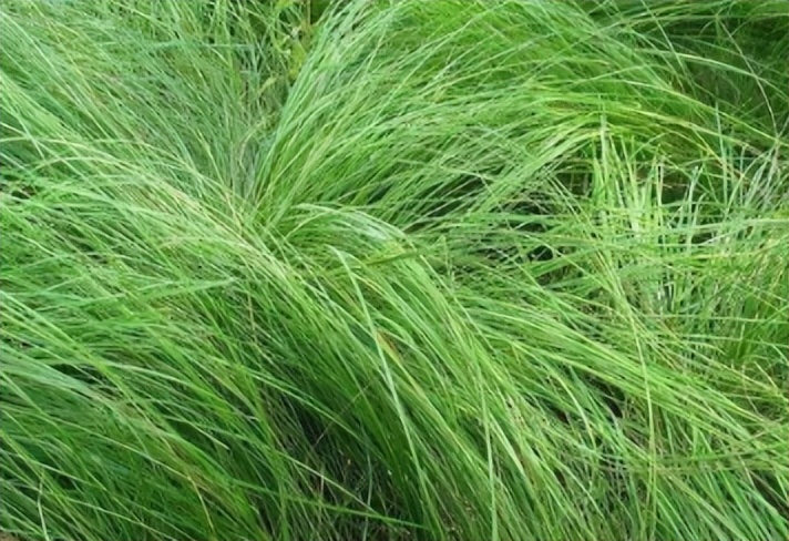 Dragon Grass - the charm and vitality of nature - iNEWS