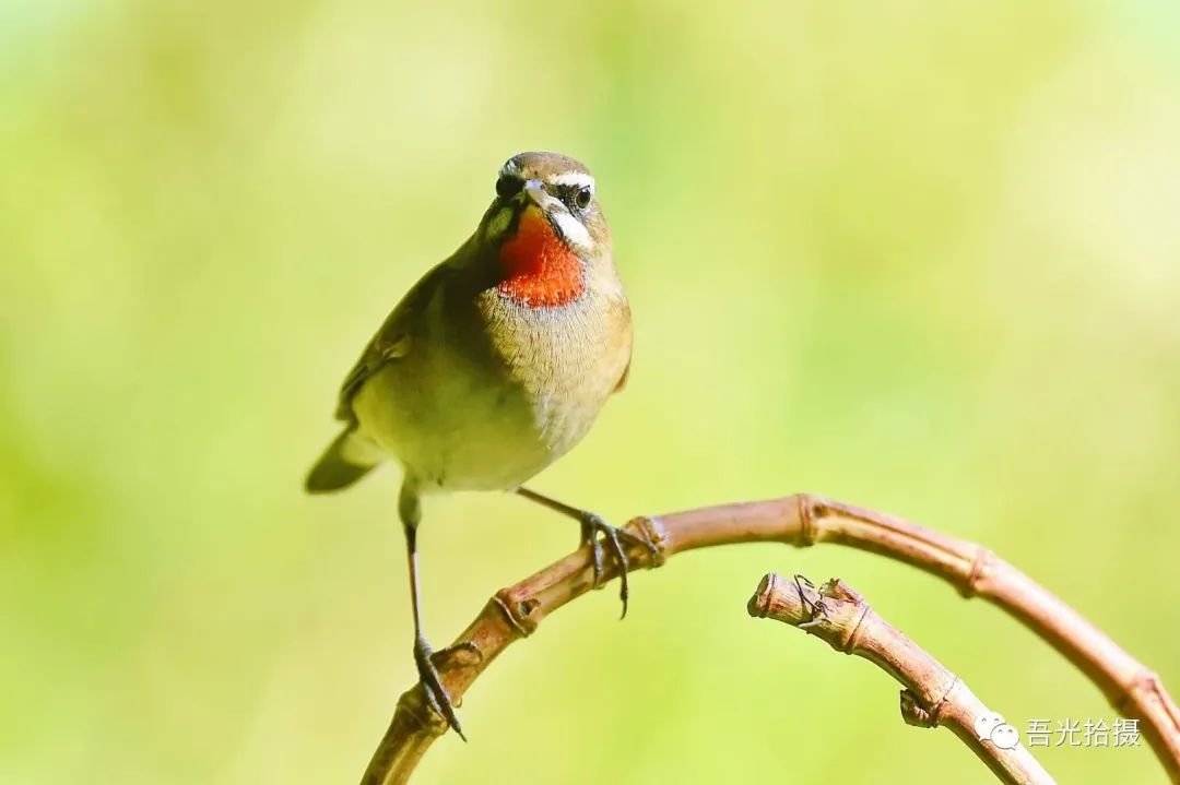 Noble Bird—Red-throated Robin - iNEWS