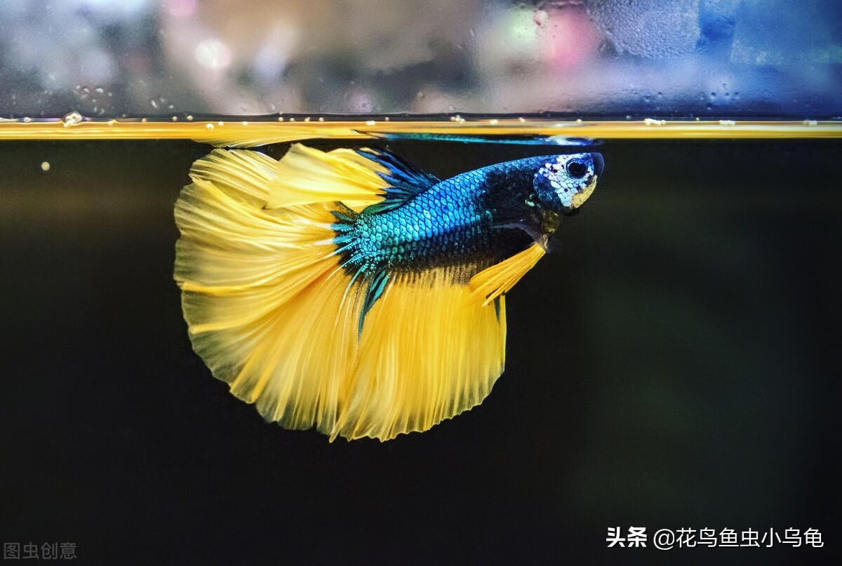 Do you know the reasons and solutions for Betta fish jumping into the ...