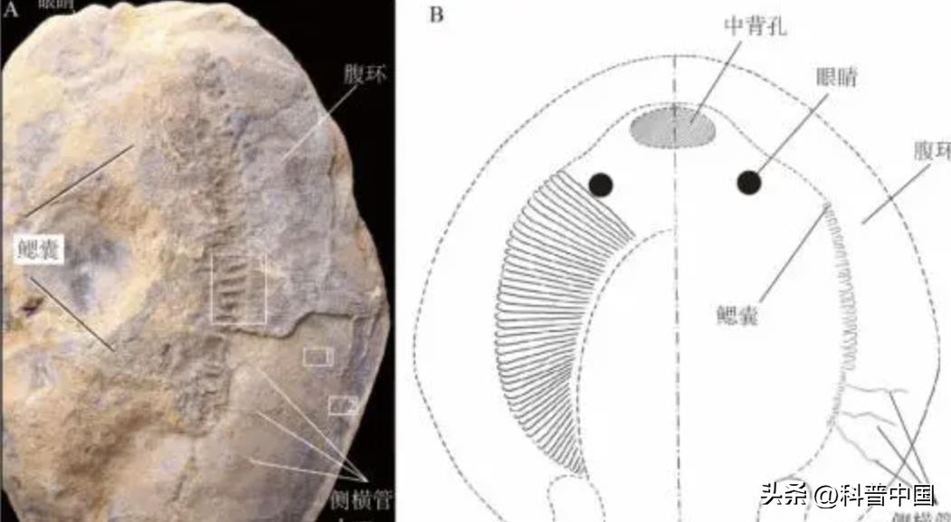 The Survival Secret of the "Ugly Cute" Oriental Fish 390 Million Years ...