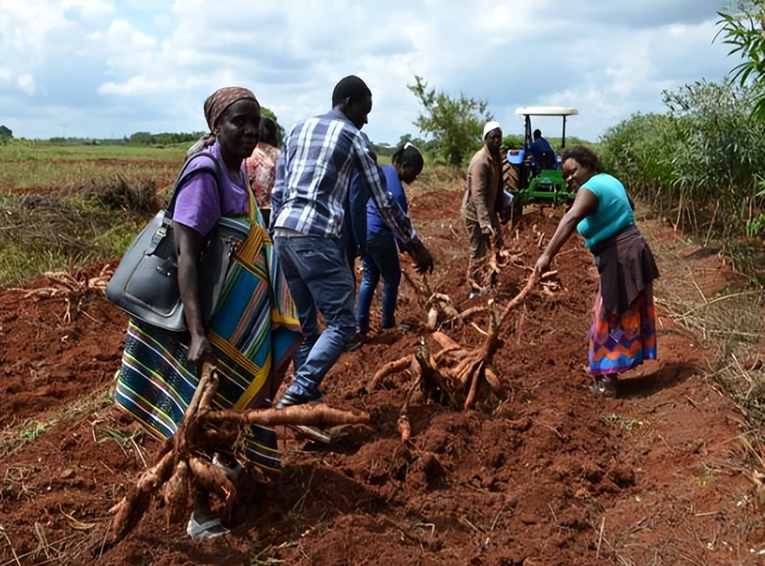 Cassava: a "poison" from the Euphorbiaceae family, the roots are eaten ...