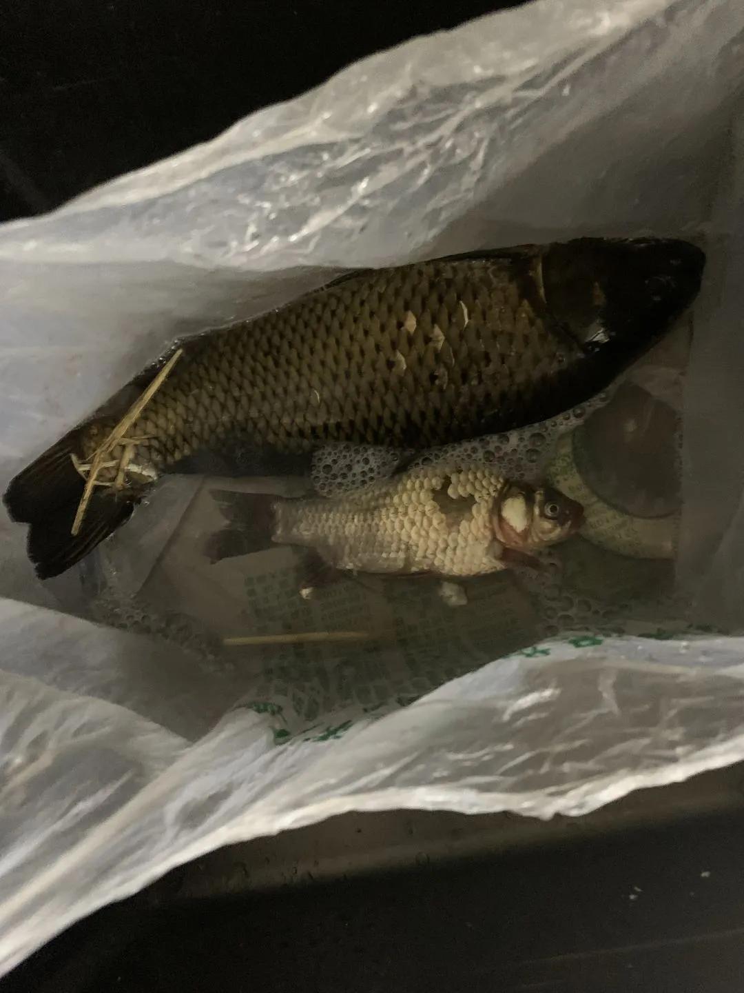 meet these fish - iNEWS