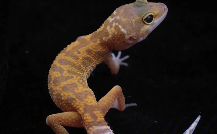 Adhesion Miracle: Exploring Gecko's Adhesion Ability and Way of ...