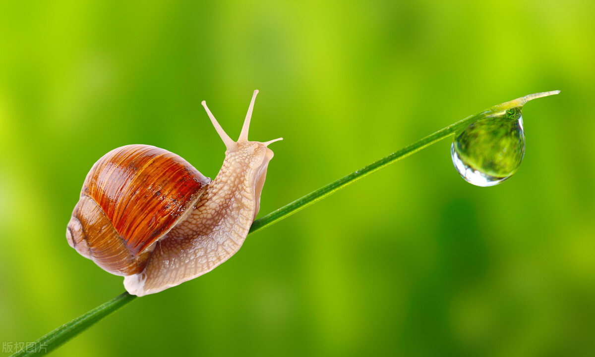Slow and Beautiful: Exploring the World of Snails - iNEWS