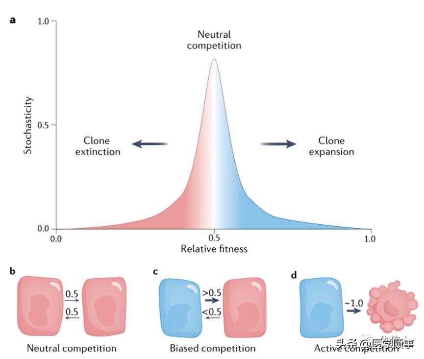 Review reveals the mechanism of cell competition - iMedia