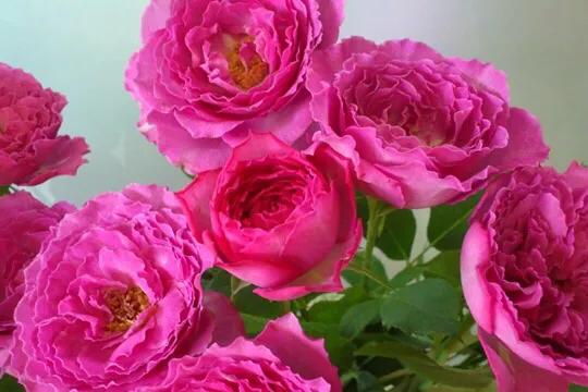 Beautiful and fragrant Eve Sapphire Rose - iNEWS