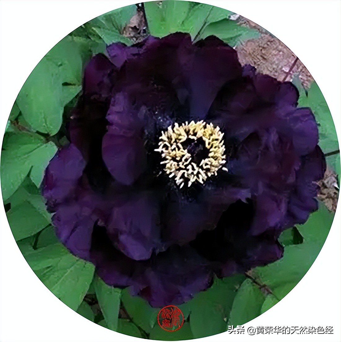 Chinese traditional color: ink purple - iNEWS
