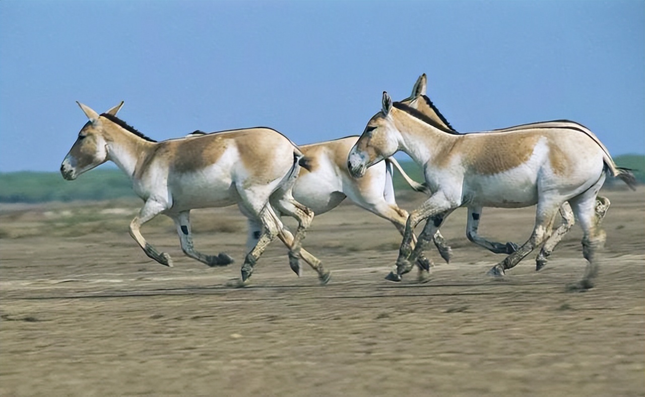 Wild donkey: natural enemy of wolf? Revealing the wolf's fear of wild ...