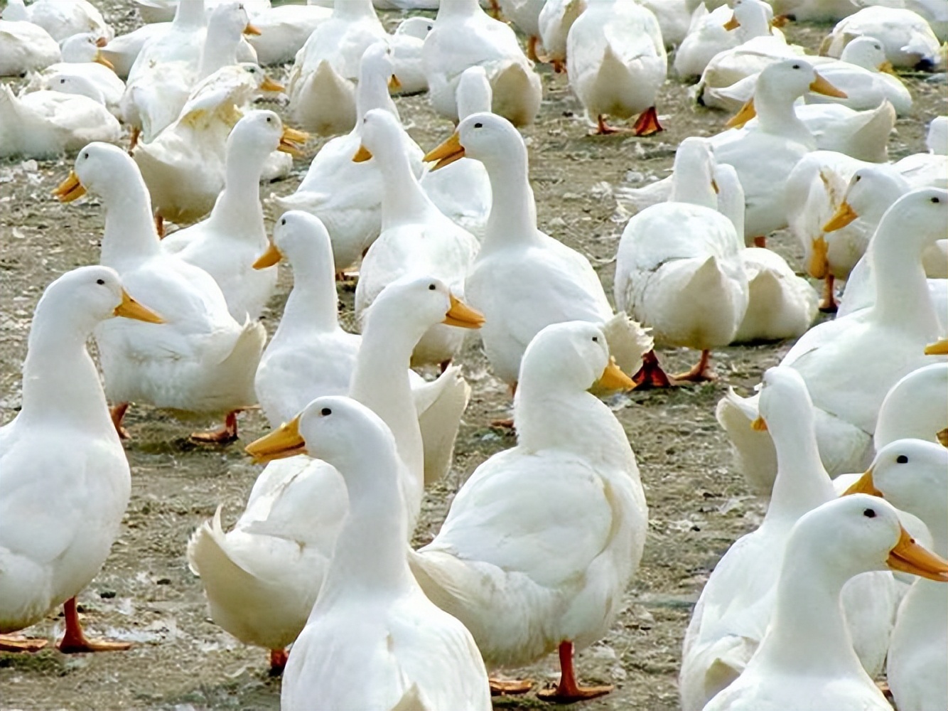 What does it mean when a duck drops an egg? Why do ducks drop eggs ...