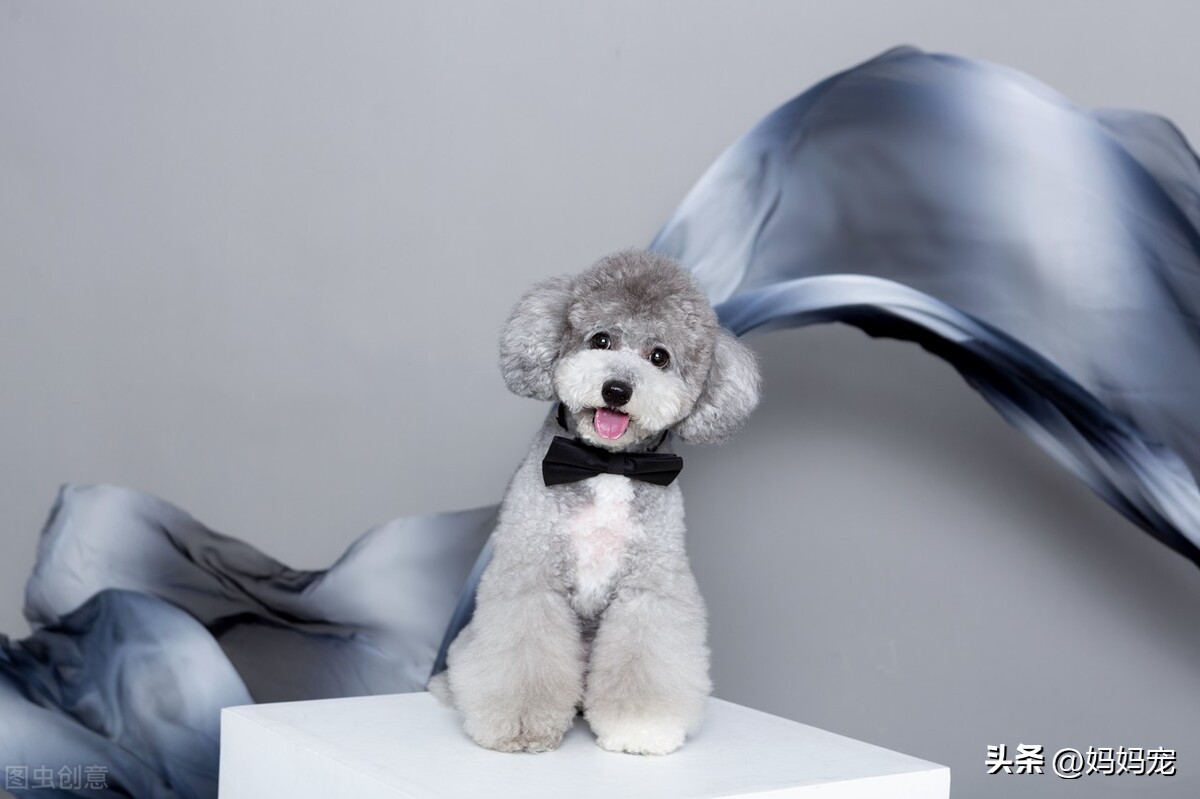 How much is a teddy dog?grey teddy price - iNEWS