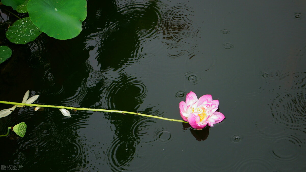 Historical allusion of jade body horizontal display - iMedia