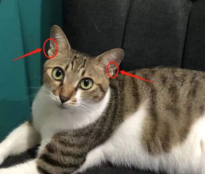 China's "five fierce cats" are not inferior to foreign countries. How ...