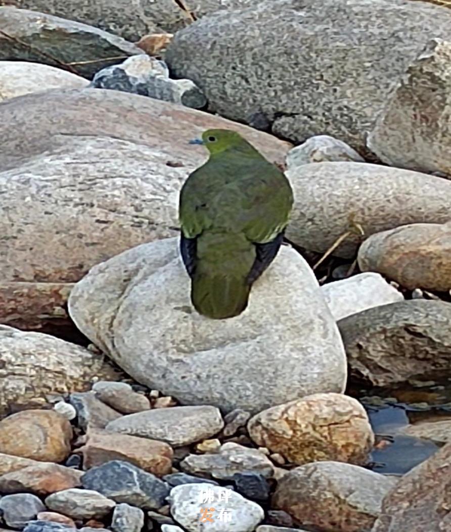 Onlookers!National second-class protected birds appear in Hanzhong here ...