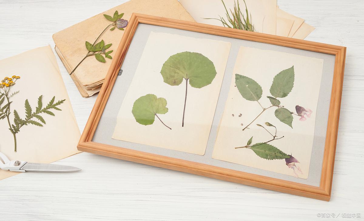 What is the significance of building a herbarium? - iNEWS