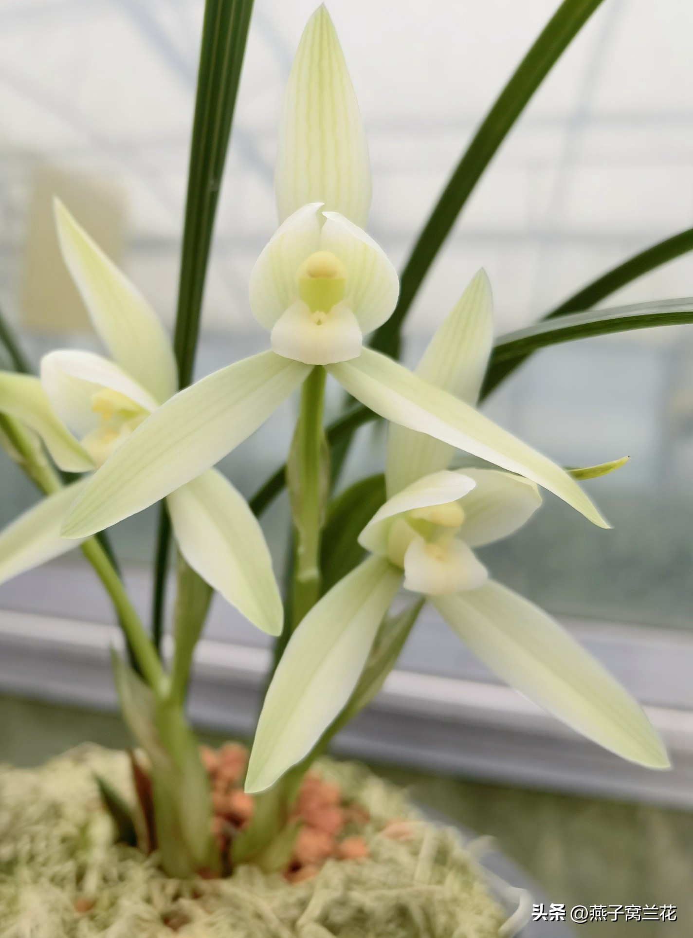 Snow Shadow Orchid is known as the "King of Plain Flowers". It is as ...