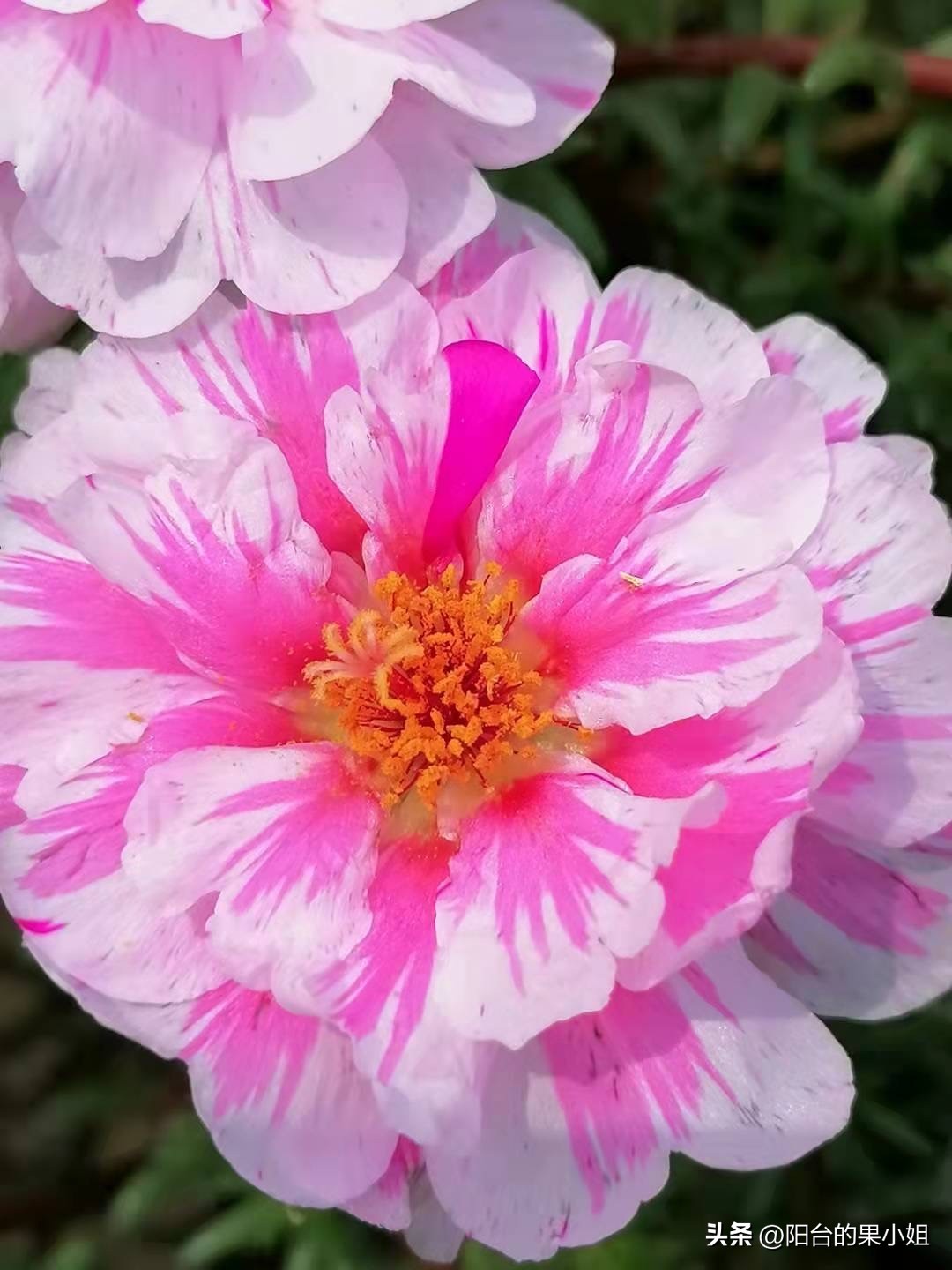 The unremarkable sunflower is easy to grow and looks good, and it is ...