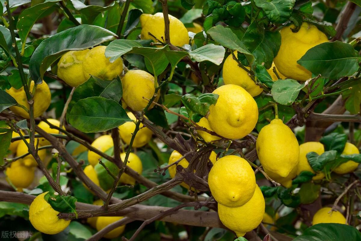The fragrant fruit tree lemon at home has curly leaves, which can ...