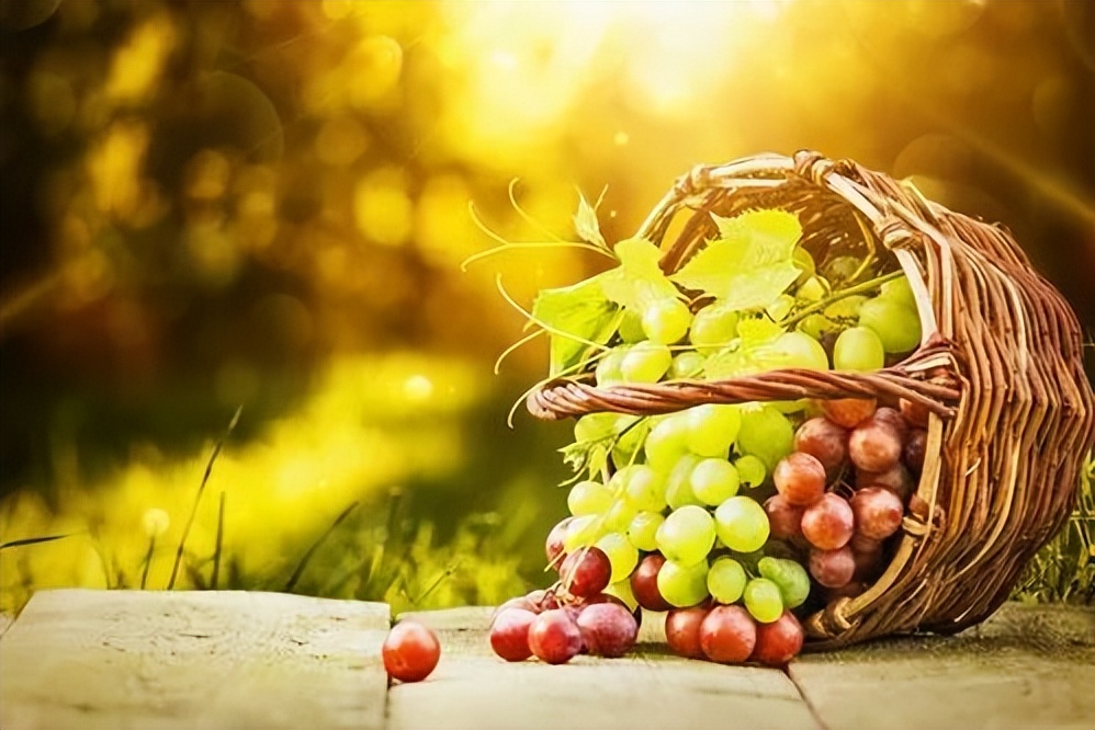 [The Magic of Sweet Grapes] 20 Grape Heartfelt Copywriting - iNEWS