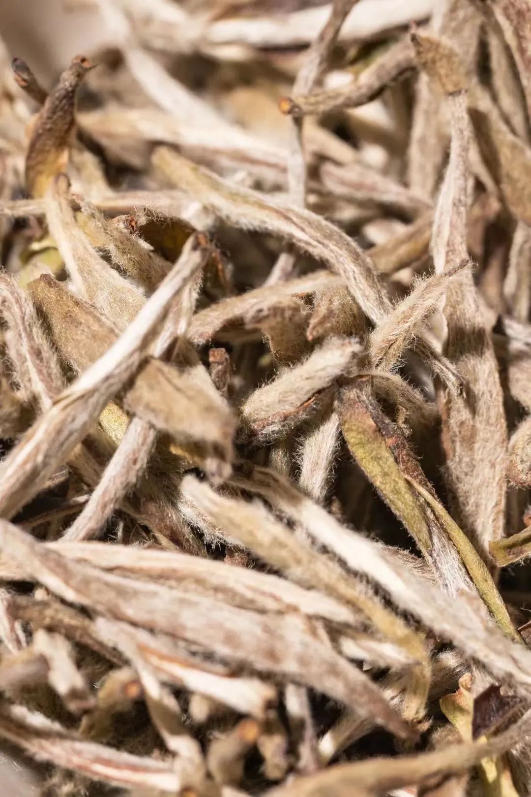 What is white tea?Where does Chinese white tea come from?What is the ...