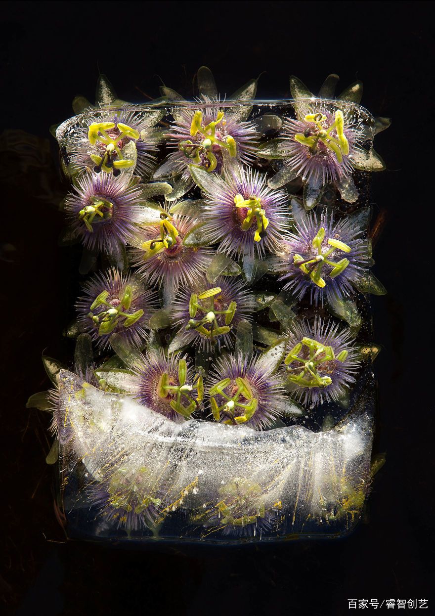 I don't like blooming, but I prefer frozen - Bruce Boyd took pictures ...