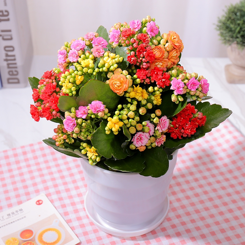 After the longevity flower blooms in March, learn to "correct" cuttings ...