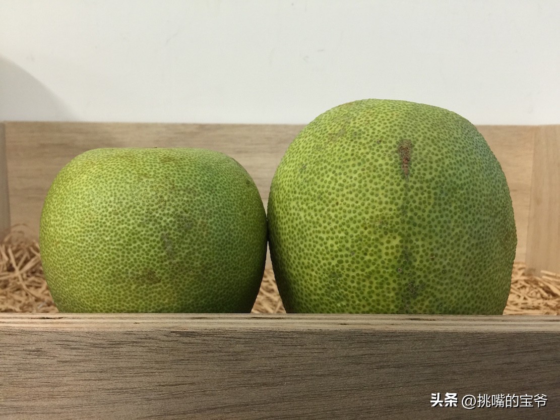 What is the difference between the new tree pomelo and the old tree ...