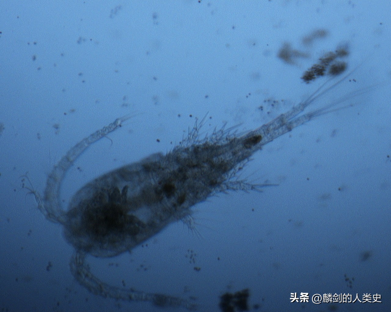 [The whole series of the animal kingdom] Cyclopsidae - Cyclopsidae ...