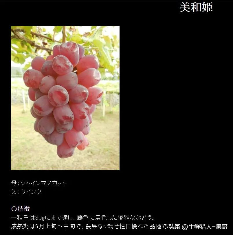 Queen Nina, romantic ruby, romantic red grape, who is the real king - iNEWS