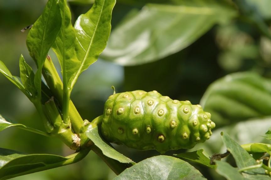How does Fiji wild noni fruit improve the human immune system? - iMedia