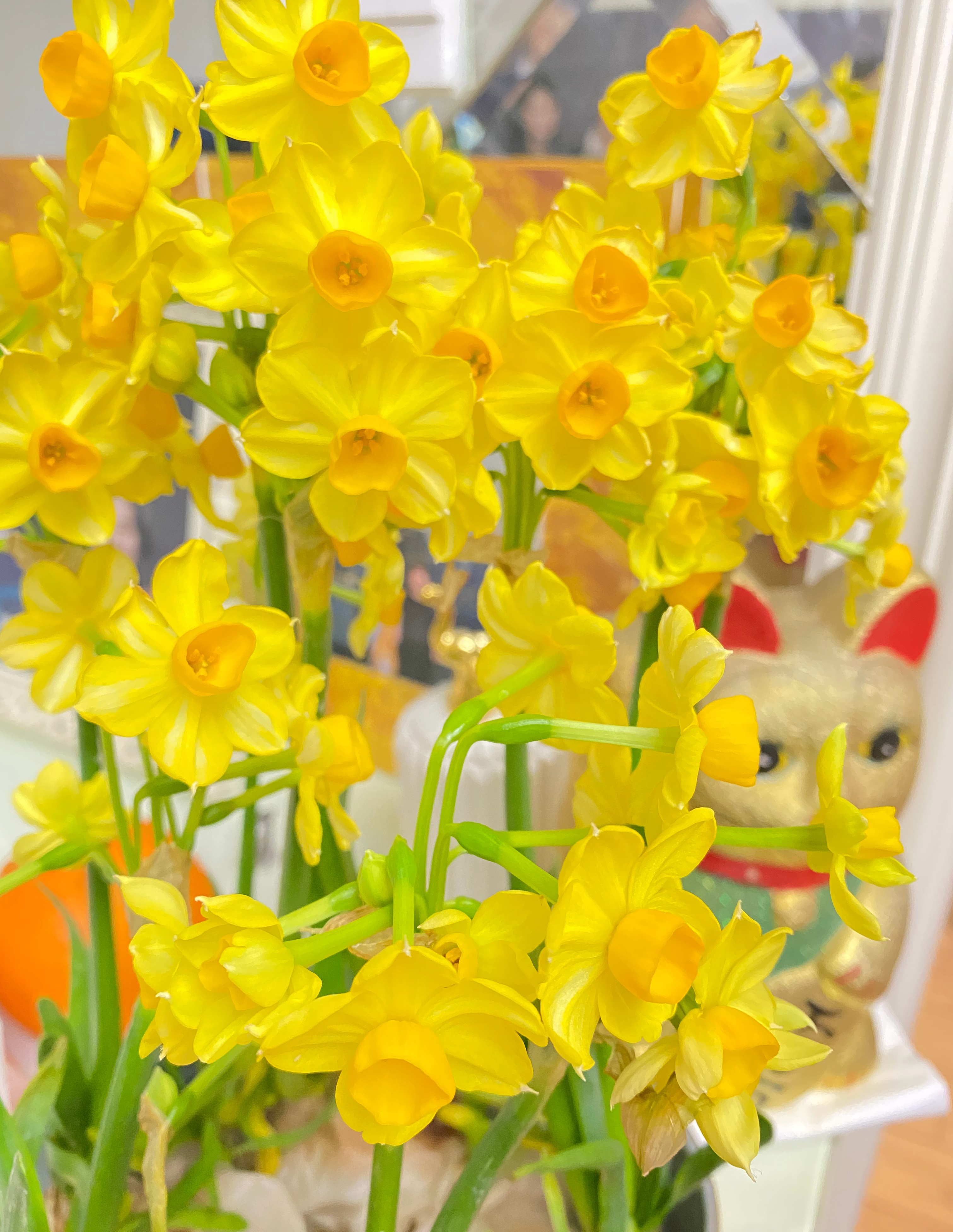 There is still a place at home, you can grow pots of "golden daffodils ...
