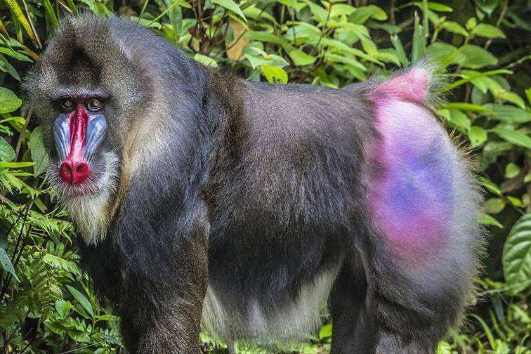 The 10 Most Terrifying Monkeys in the World - iNEWS