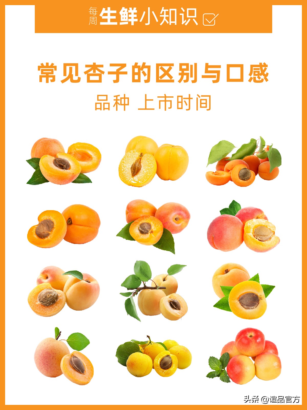 The name and taste of common apricots - iMedia