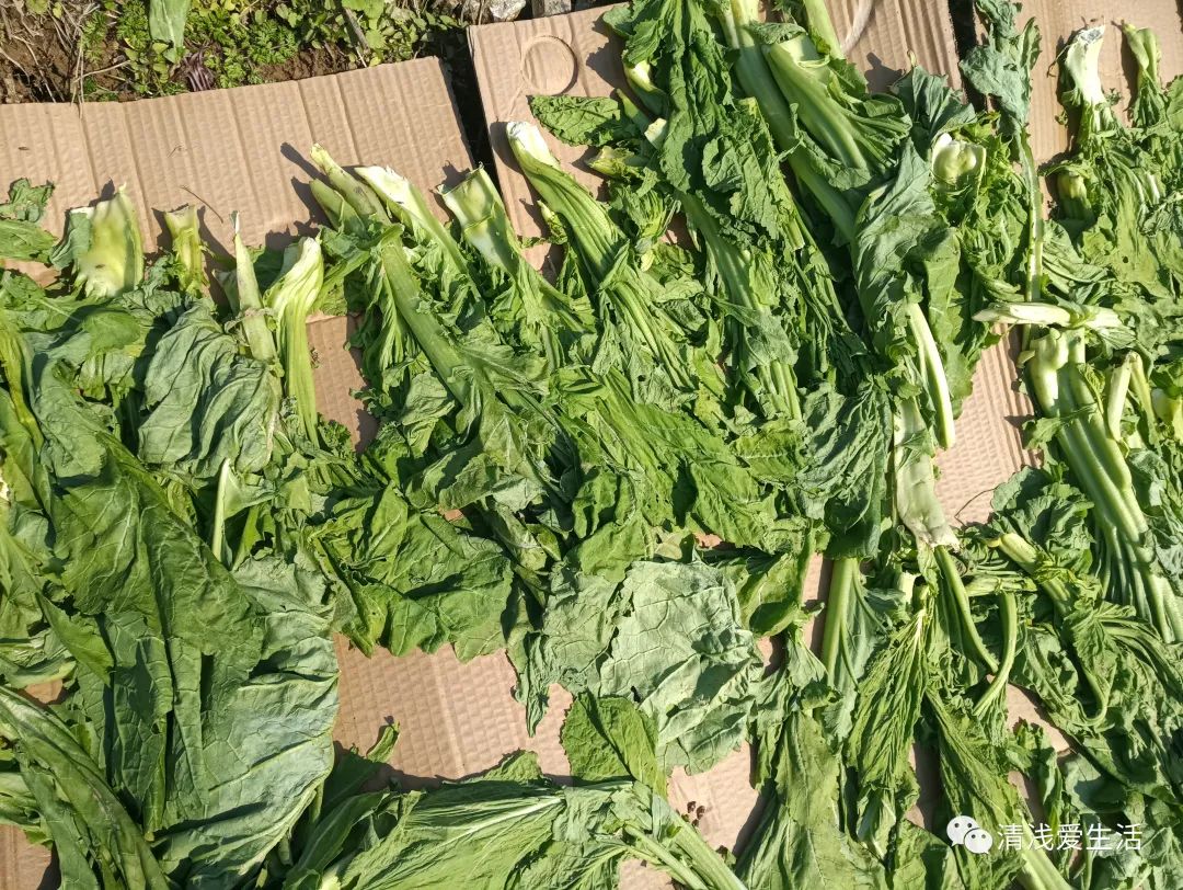 Harvest of mustard heads grown in home garden - iNEWS