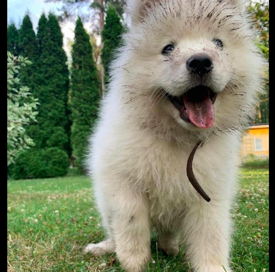 I took the Samoyed to play in the grass, and it came back with a gray ...