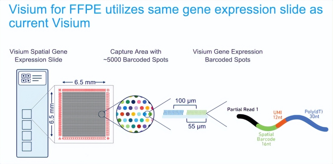 10x Genomics FFPE sample spatial multi-omics solution ready for early ...