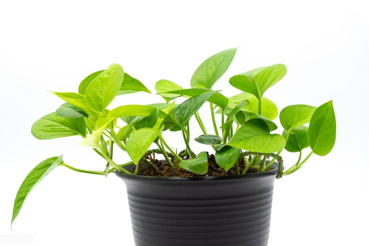 What to do if the roots of the leaves of the green radish are rotten ...