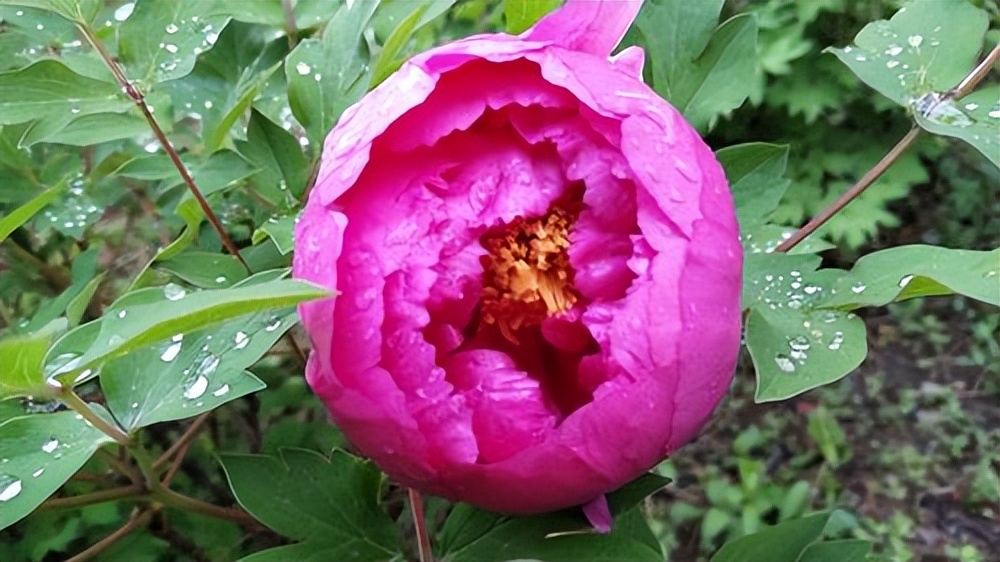 Small Poem: Autumn, goodbye peony - iNEWS