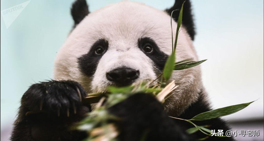 Come and see the lovely giant pandas "Sunshine" and "Tiantian" who are ...