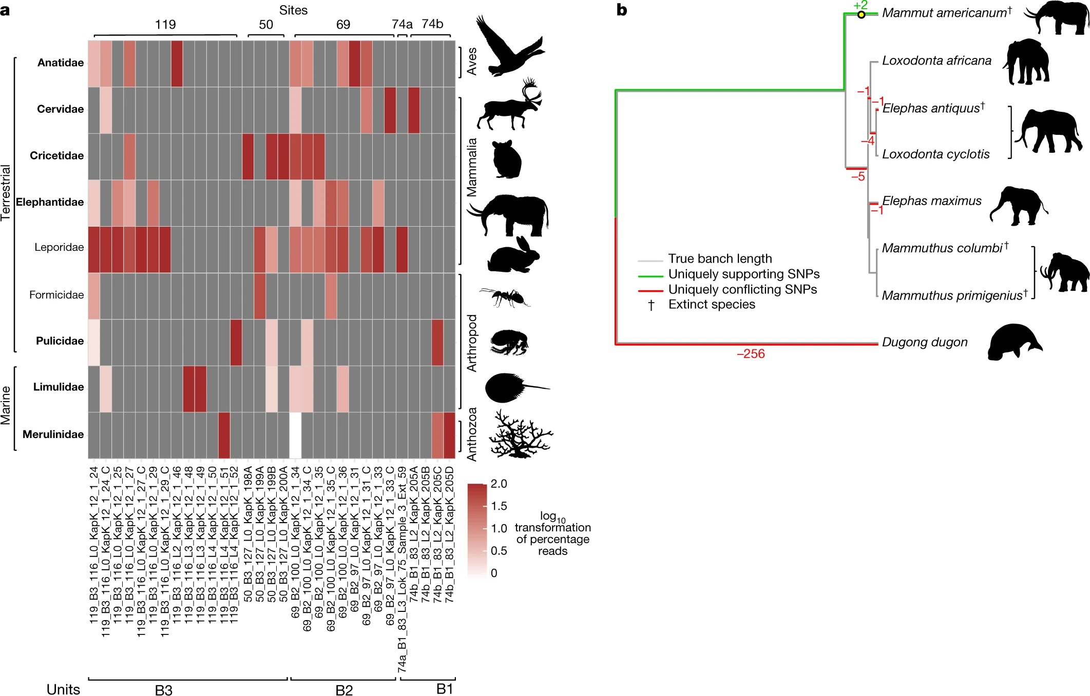 Spanning two million years of history! Record-breaking ancient DNA ...