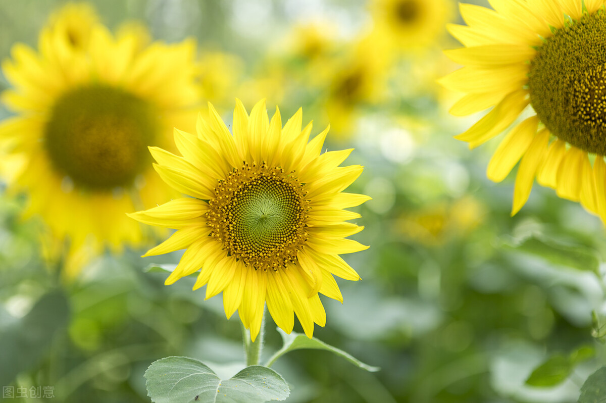 Simple and clean life creed, every sentence exudes youthful vitality ...