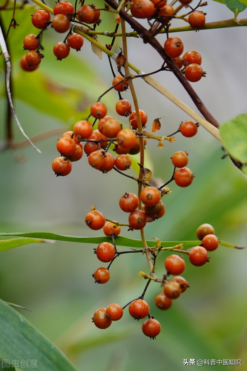 Chicken dung vine: a good medicine for digestion and stagnation ...