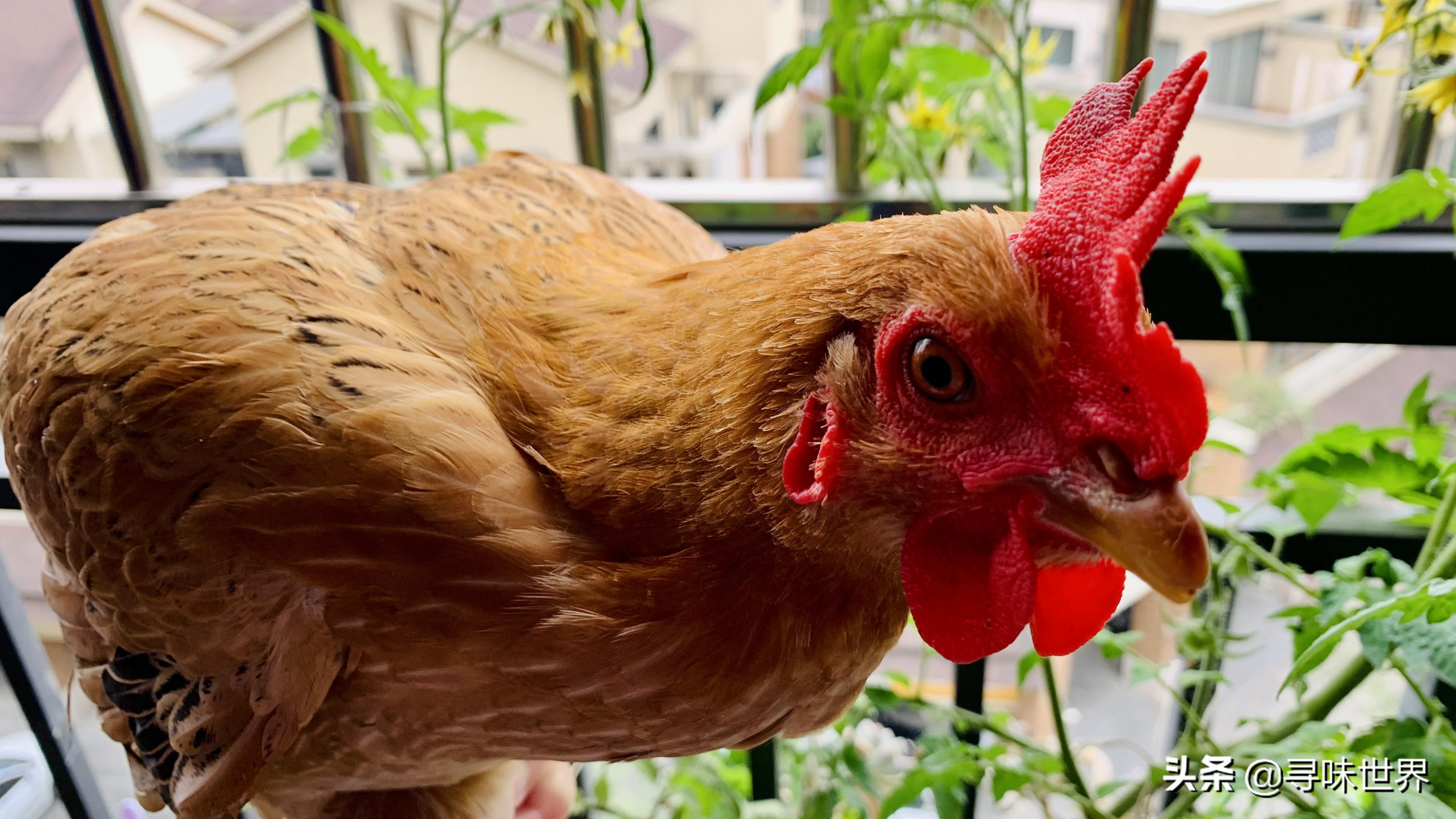 When buying chickens, insiders buy free-range local chickens. The meat ...