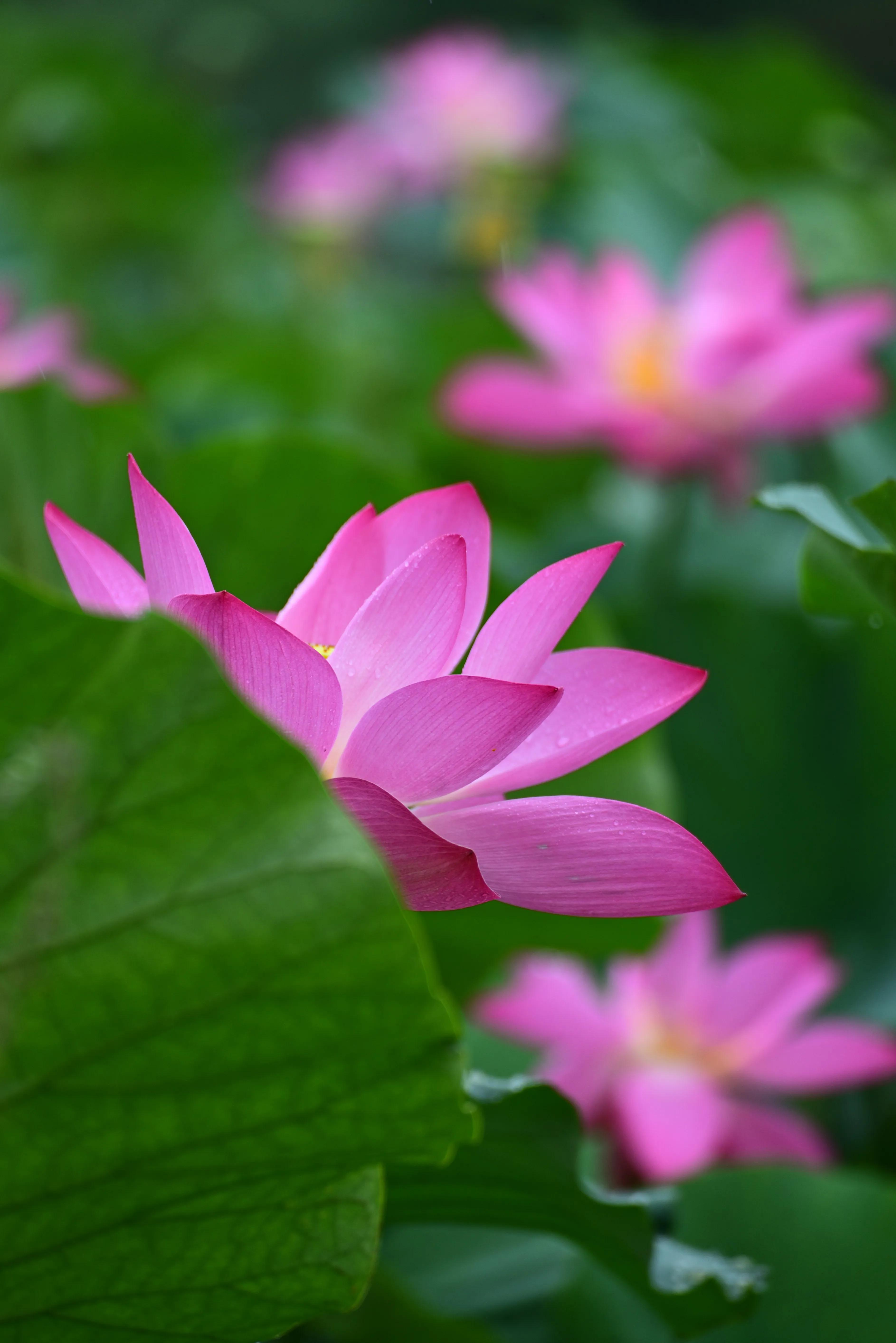 Burning lotus flowers emerge from the water (No. 125) - iNEWS