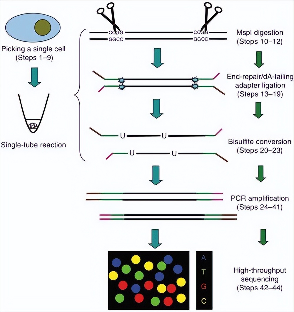 How do chemiluminescence and resonance light scattering techniques ...