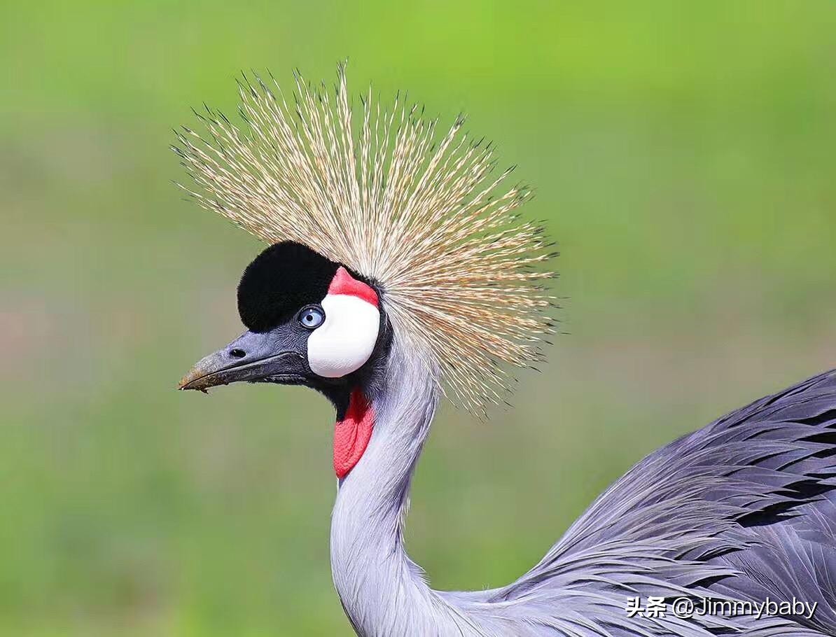 The Legend of the National Bird of the World: Nigeria (NIGERIA) Black ...